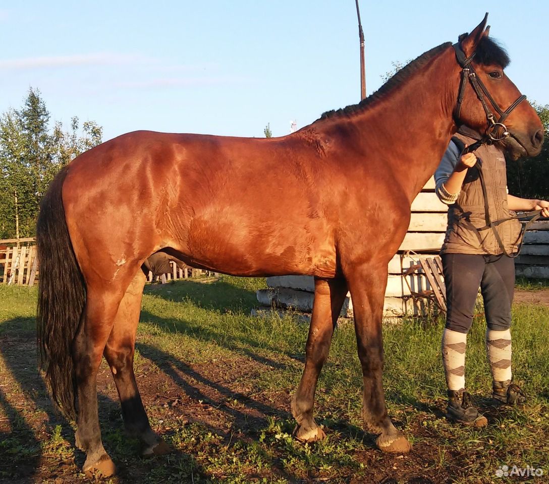 Пони в спорт и для души