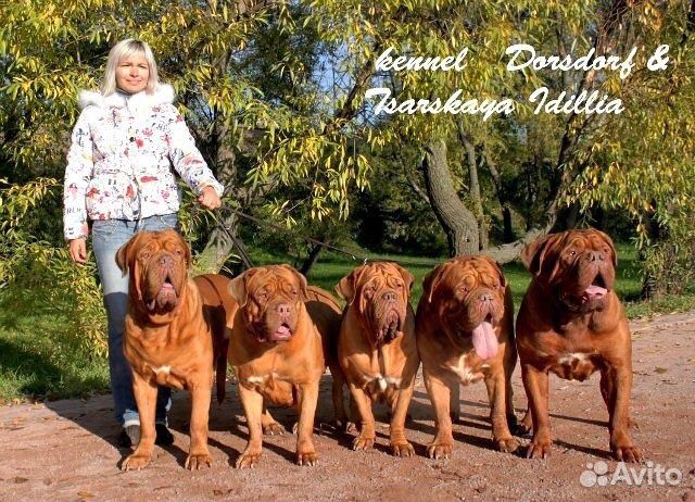 Бордоский дог от Дорсдорф