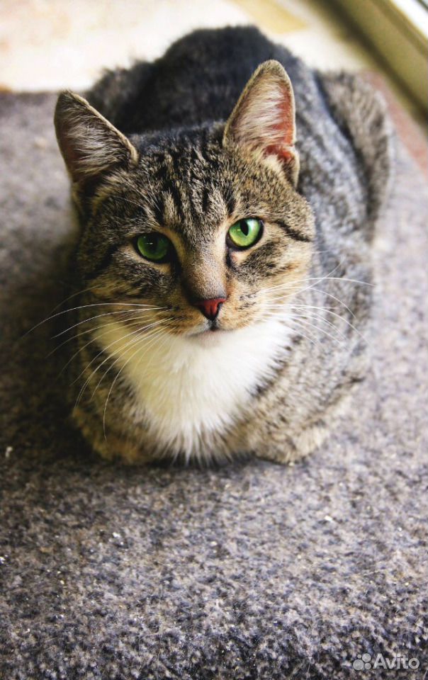 Брутальный Красавчик Интеллигент дар в добрые руки