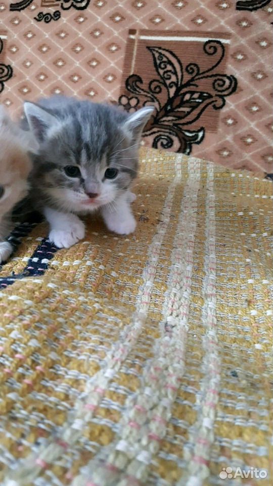 Котик