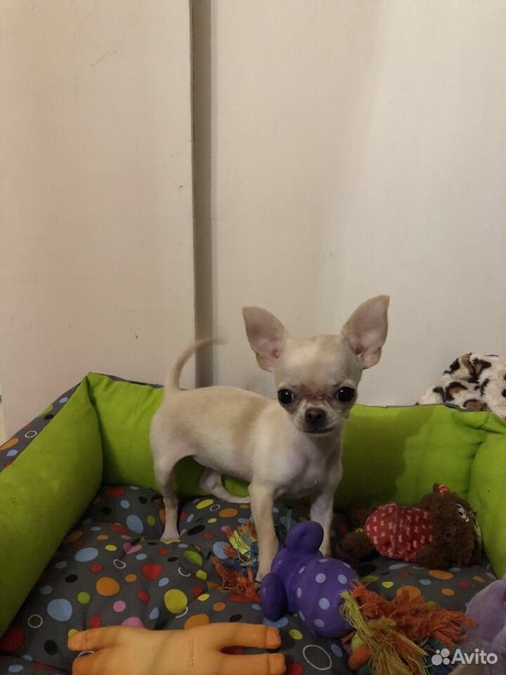 Продам щенка чихуахуа