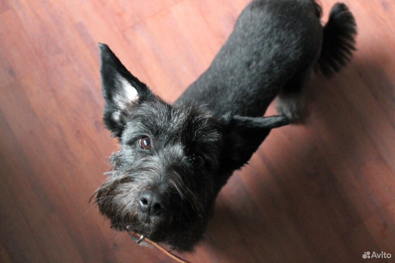 Ищет дом метис чешского терьера Шерри