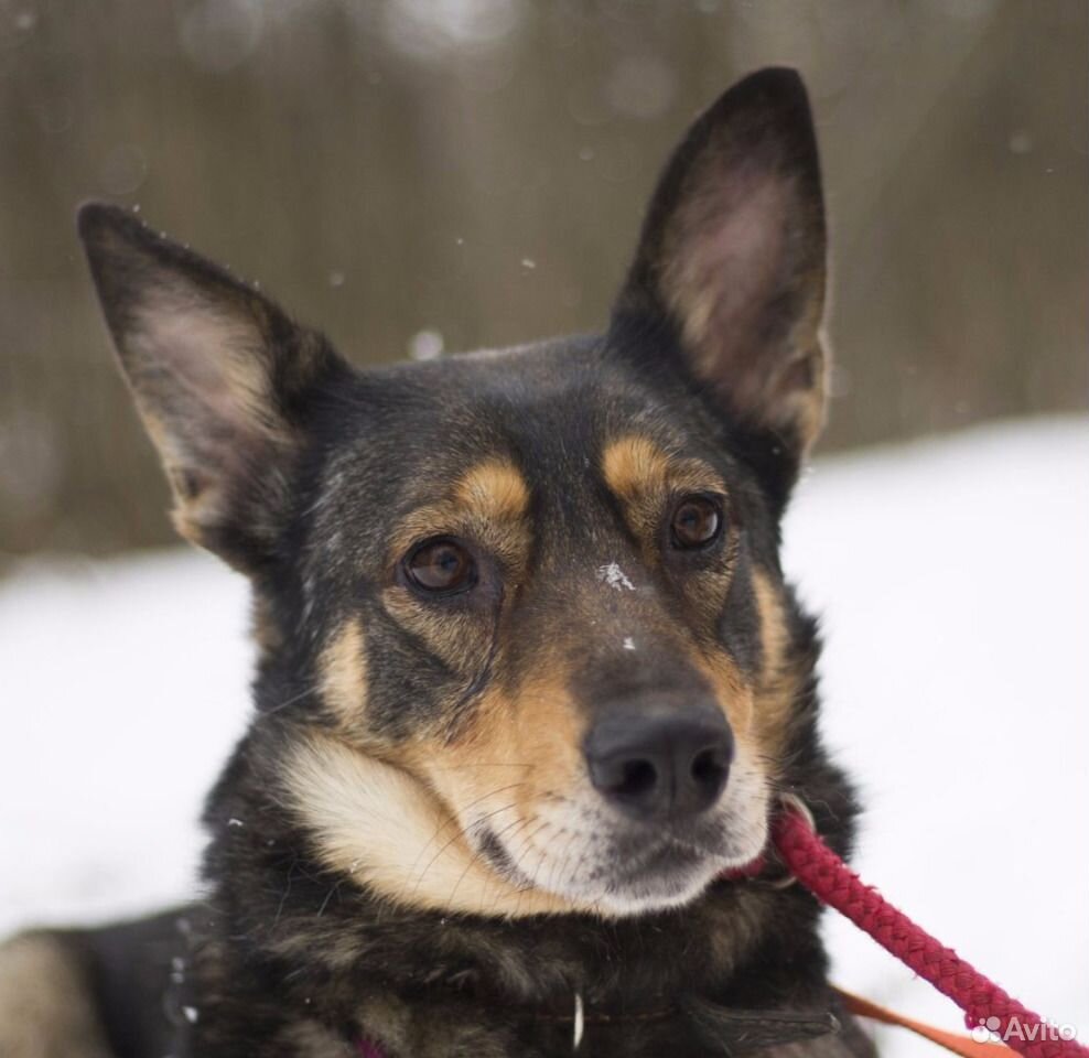 Мини-овчарочка (метис) в добрые руки