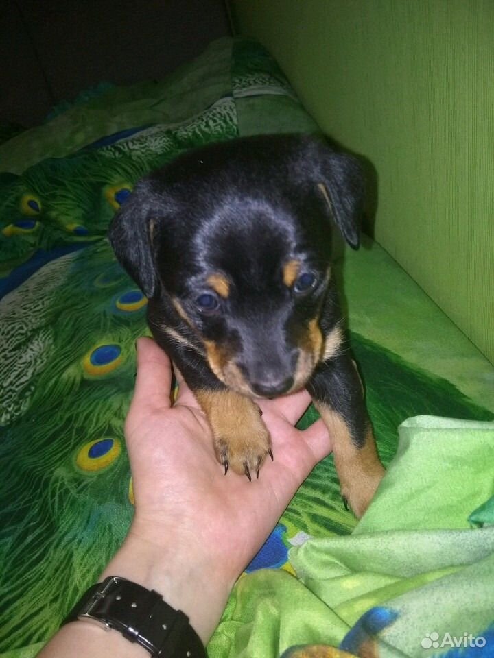 Щенок цвергпинчера