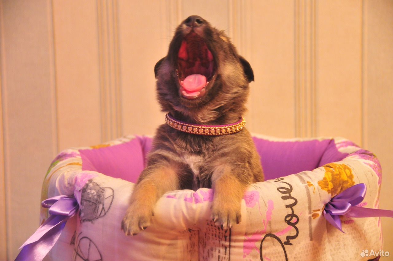 Щенок, красивый и крепкий, кобель, ищет дом, в доб