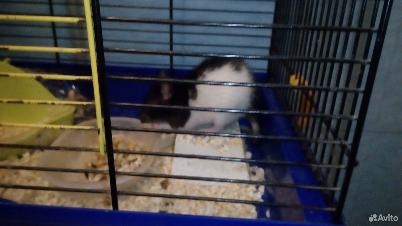 В добрые руки крыса черно-белая. Отдам даром