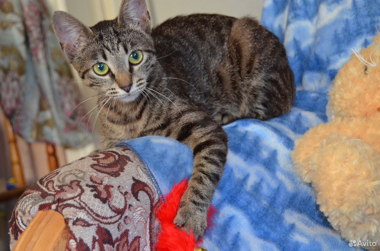 Малышка-Мышка в поисках дома