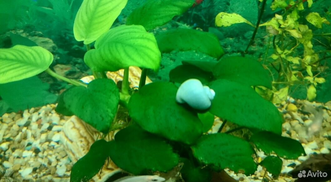 Улитки ампулярии голубые