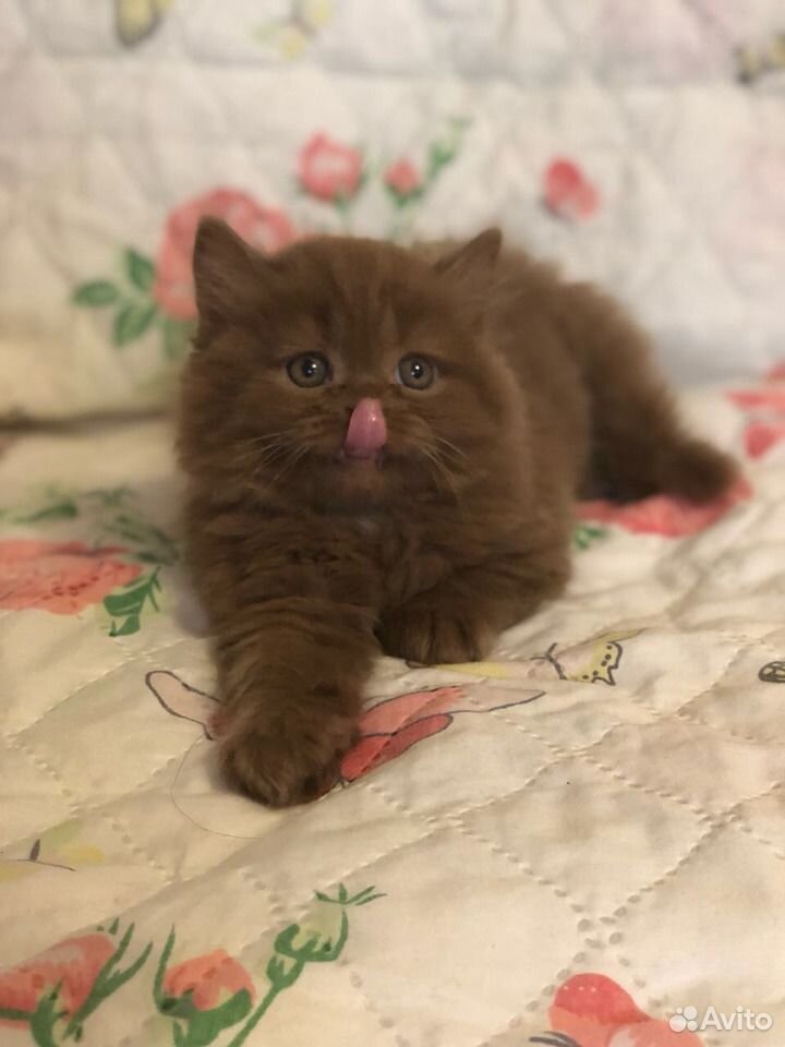 Цинамон Девочка