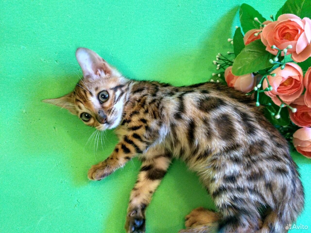 Девочка бенгалочка