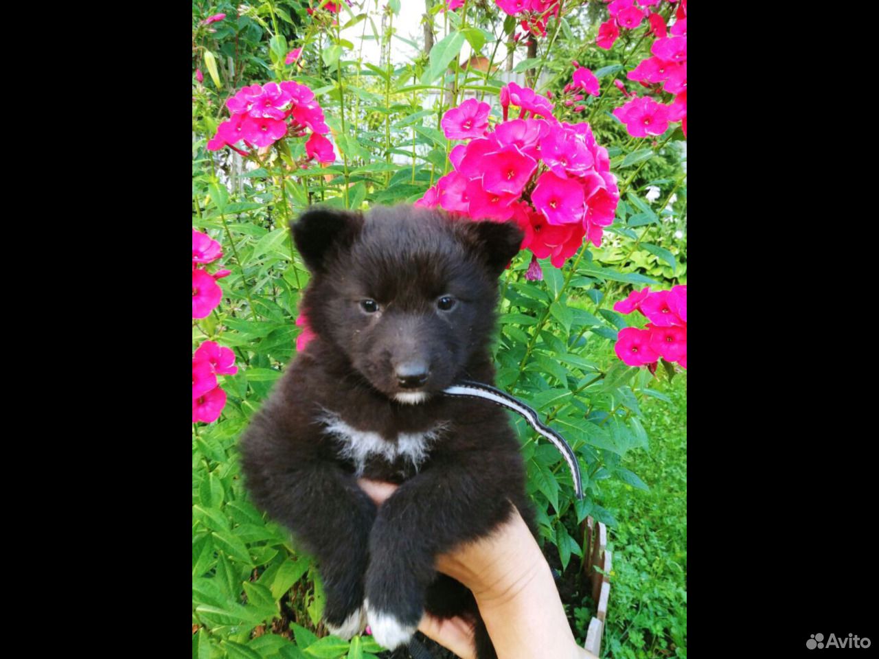 Щенок 1 мес девочка ищет дом