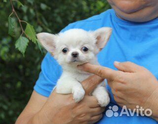 Кнопочка девочка