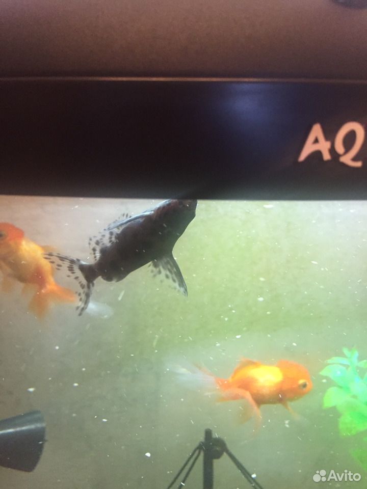 Рыба сом аквариумный