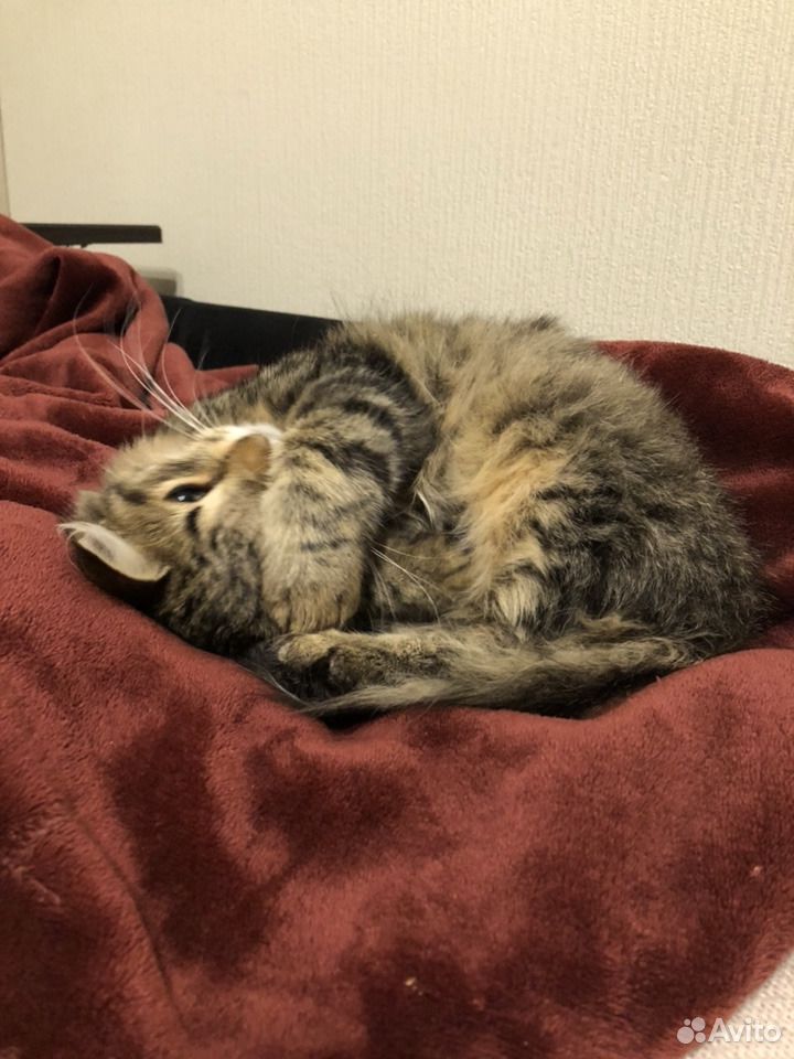 Котейка ищет новый дом