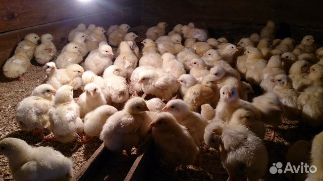 Бройлеры кобб500