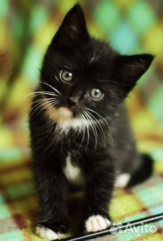 Пуховые котята - маркизы ищут семью