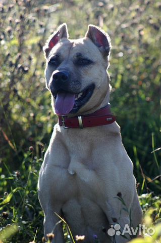 Изящная девочка питбуль - в добрые руки