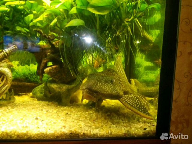 Парчовый сом 35 см