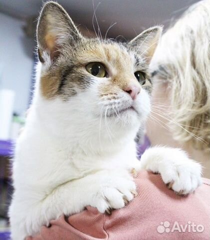 Кошка Клюква