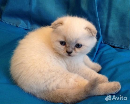 Вислоухие котята,окрас блю пойнт