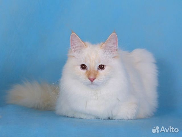 Красивый Невский Маскарадный котик