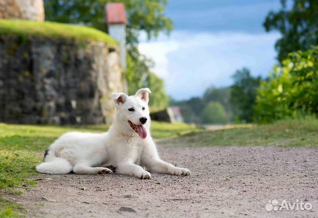 Белоснежный щенок Билли