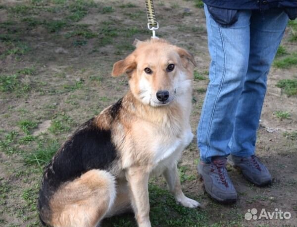 Ласковый добрый Ричи ищет семью (в добрые руки)