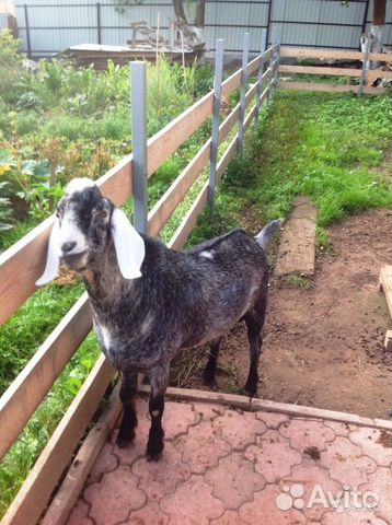 Вязка случка покрытие англо-нубийский козёл