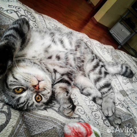Вязка с шотландским вислоухим котом