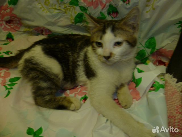 Отдам котят