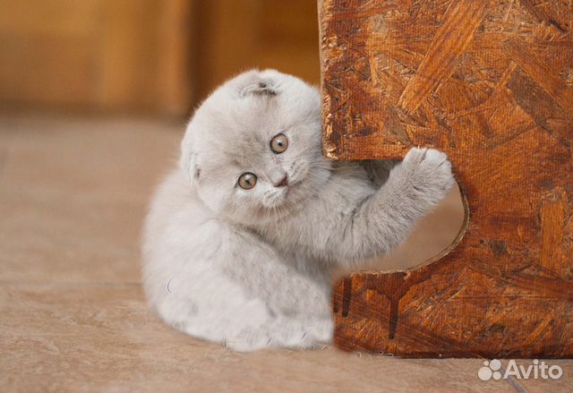Мы вас приветствуемКотята