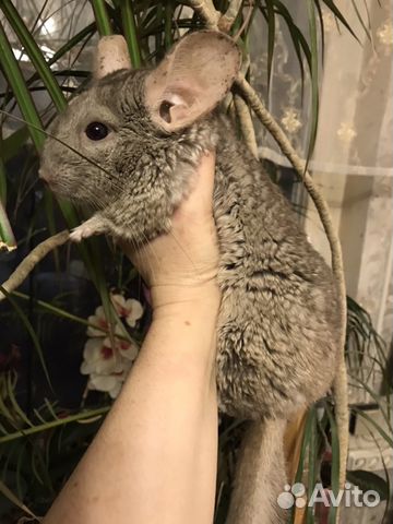 Шиншилла Капитошка, девочка, гетеробежевая