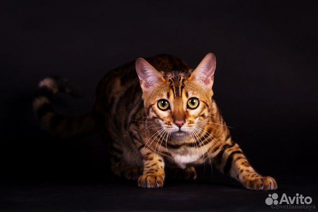 Бенгальские котята