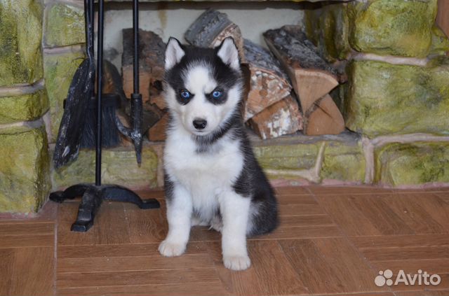 Красавцы Хаски