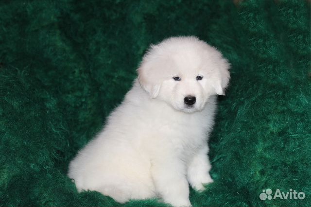 Щенки мареммы итальянские рабочие линии