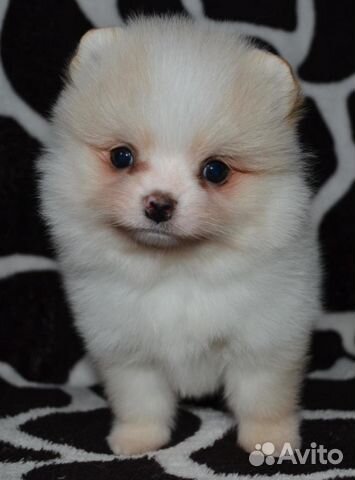 Предлагается к продаже шикарный малыш бело-кремово