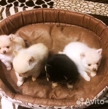 Щенки чихуахуа и шпица метисы