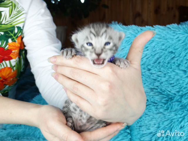 Бенгальское Серебро