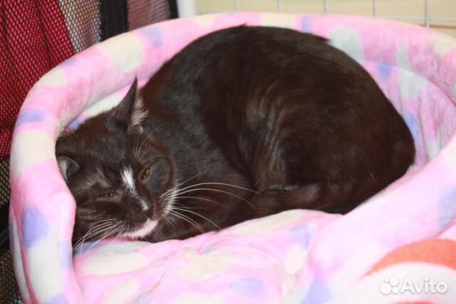 Кошечка 6 мес в добрые руки