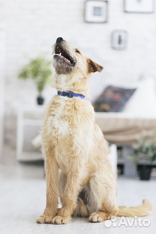 Слай ищет дом