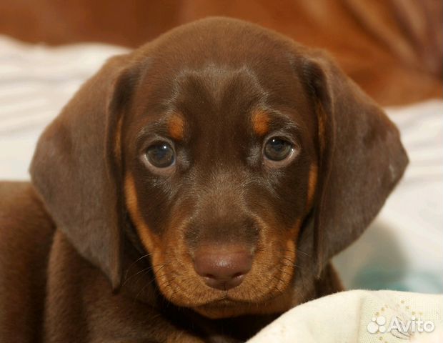 Плюша - Щенок таксы от Питомника