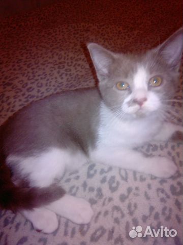 Кошечка манчкин длиннолапая