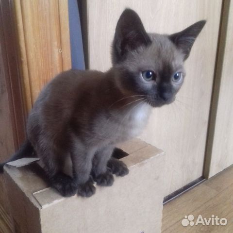 Бурма европейская, девочка и мальчик