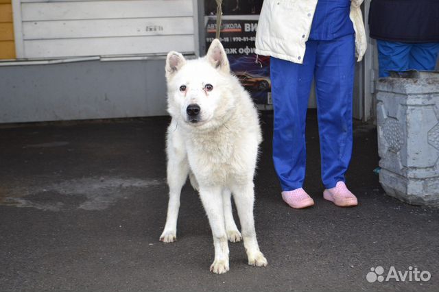 Беляк ищет дом