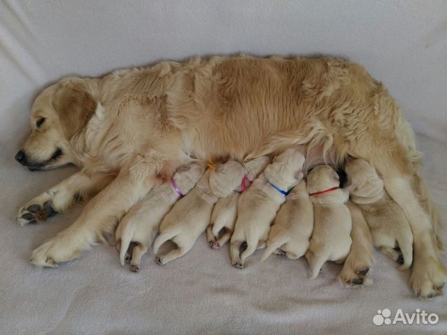 Щенки золотистого ретривера - от чемпионов
