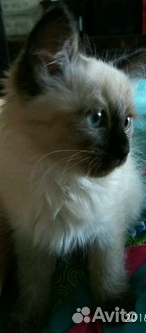 Невский Маскорадный котёнок