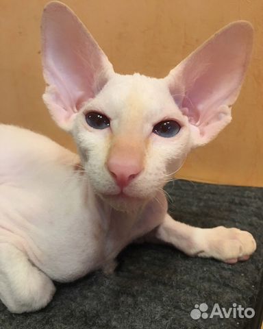 Котёнок петербургский сфинкс