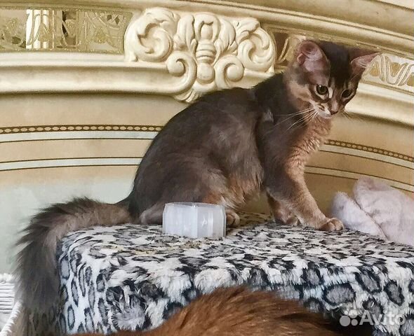 Абиссинские пушистики - котята Сомали