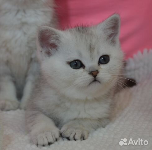 Сереристые рождены 14.02.18