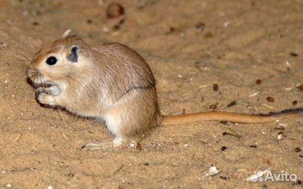 Песчанки (мыши)